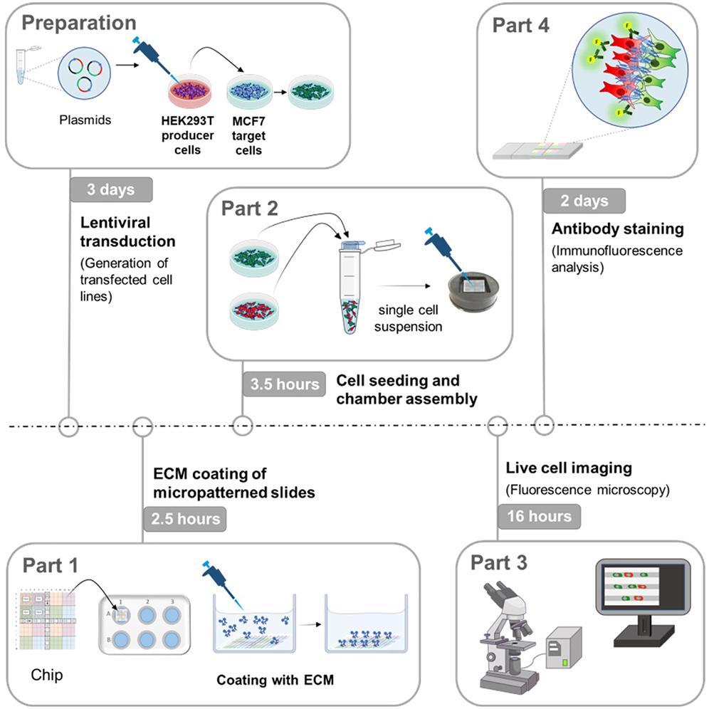 Cell Press: STAR Protocols