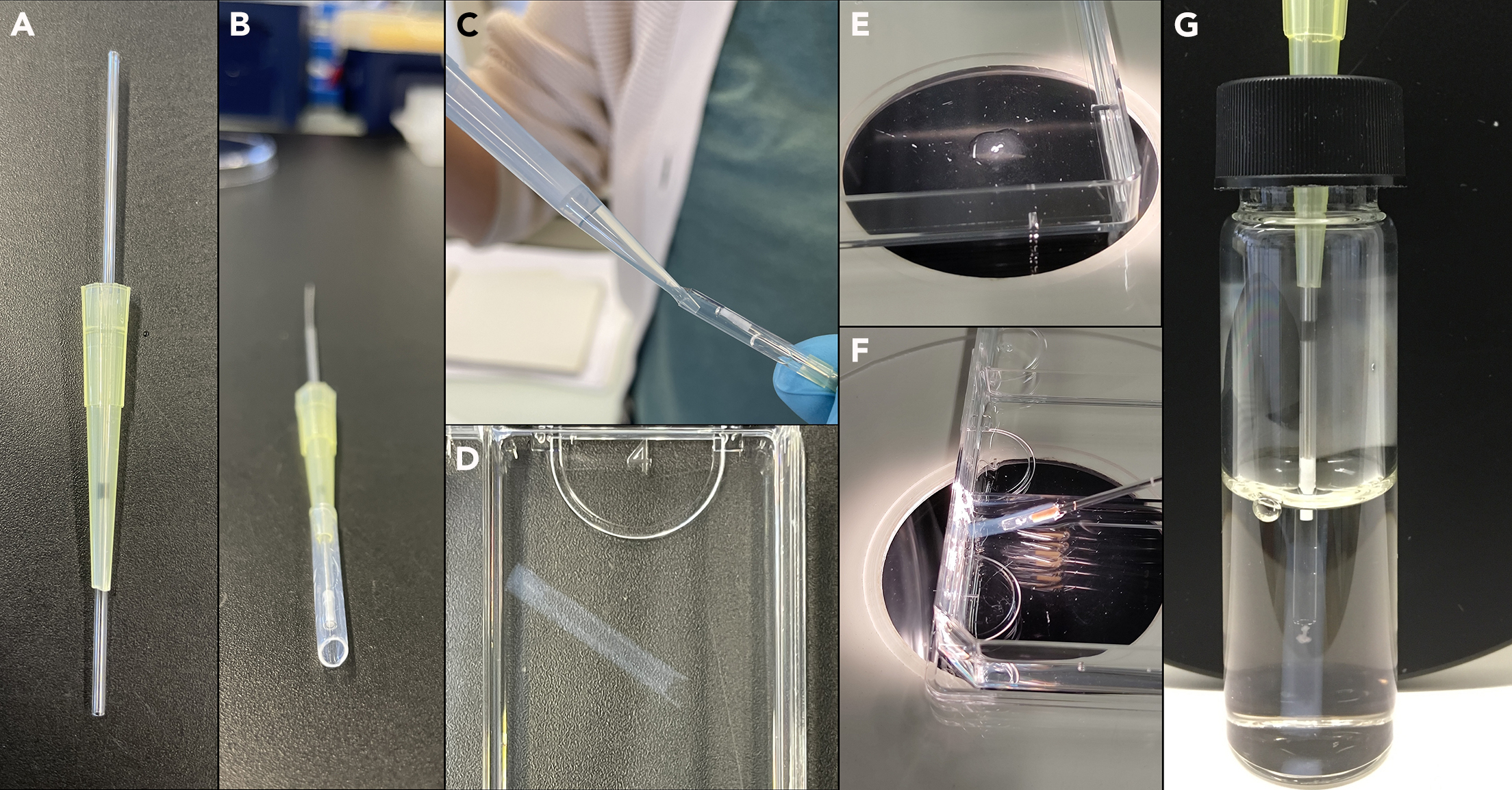 Cell Press: STAR Protocols