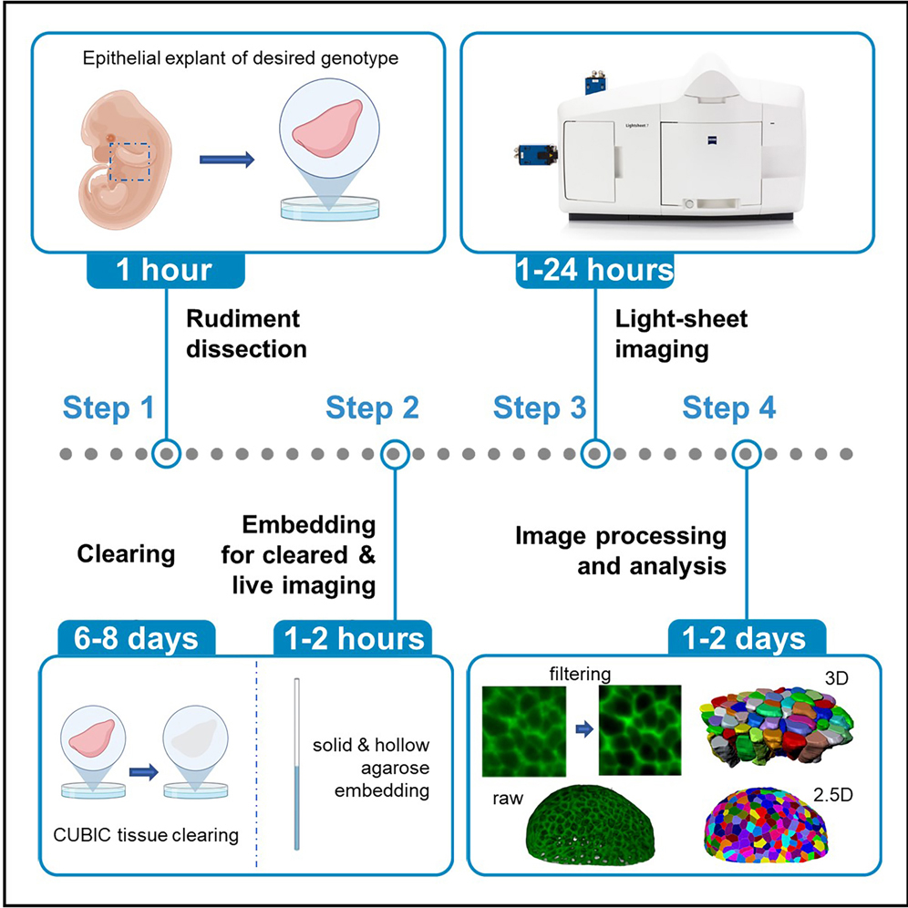 Cell Press: STAR Protocols