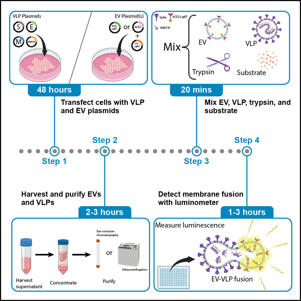 Cell Press: STAR Protocols