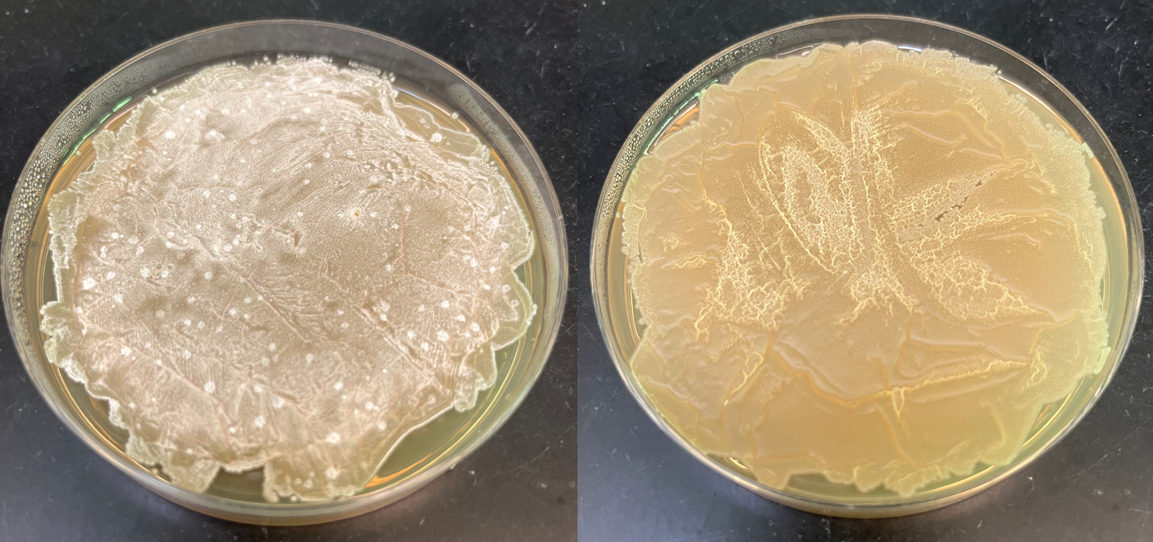 Cell Press: STAR Protocols