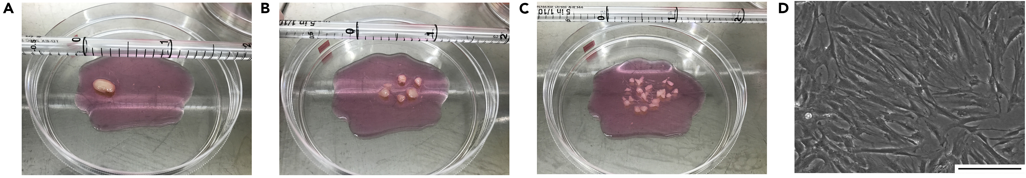 Cell Press: STAR Protocols