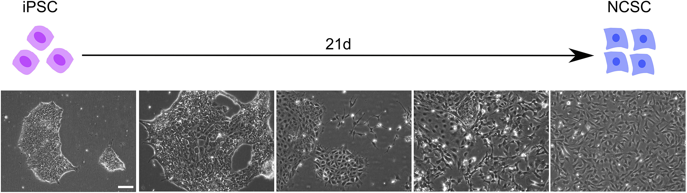 Cell Press: STAR Protocols
