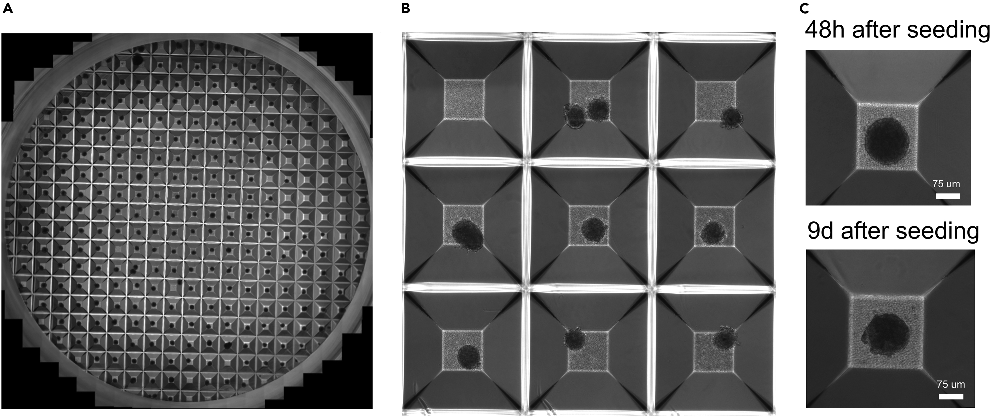 Cell Press: STAR Protocols