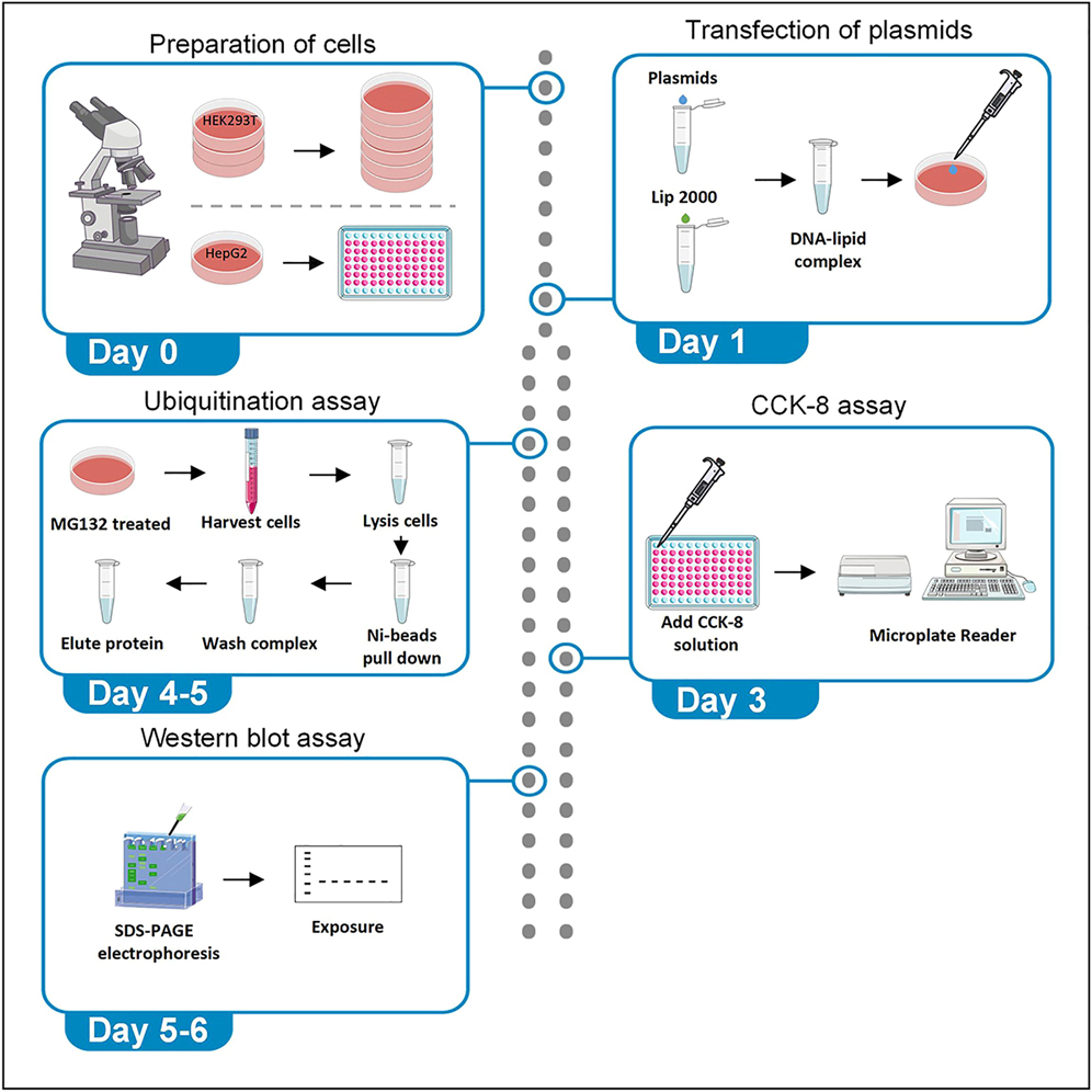 Cell Press: STAR Protocols