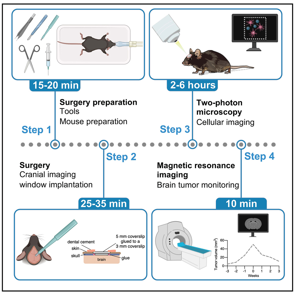 Cell Press: STAR Protocols