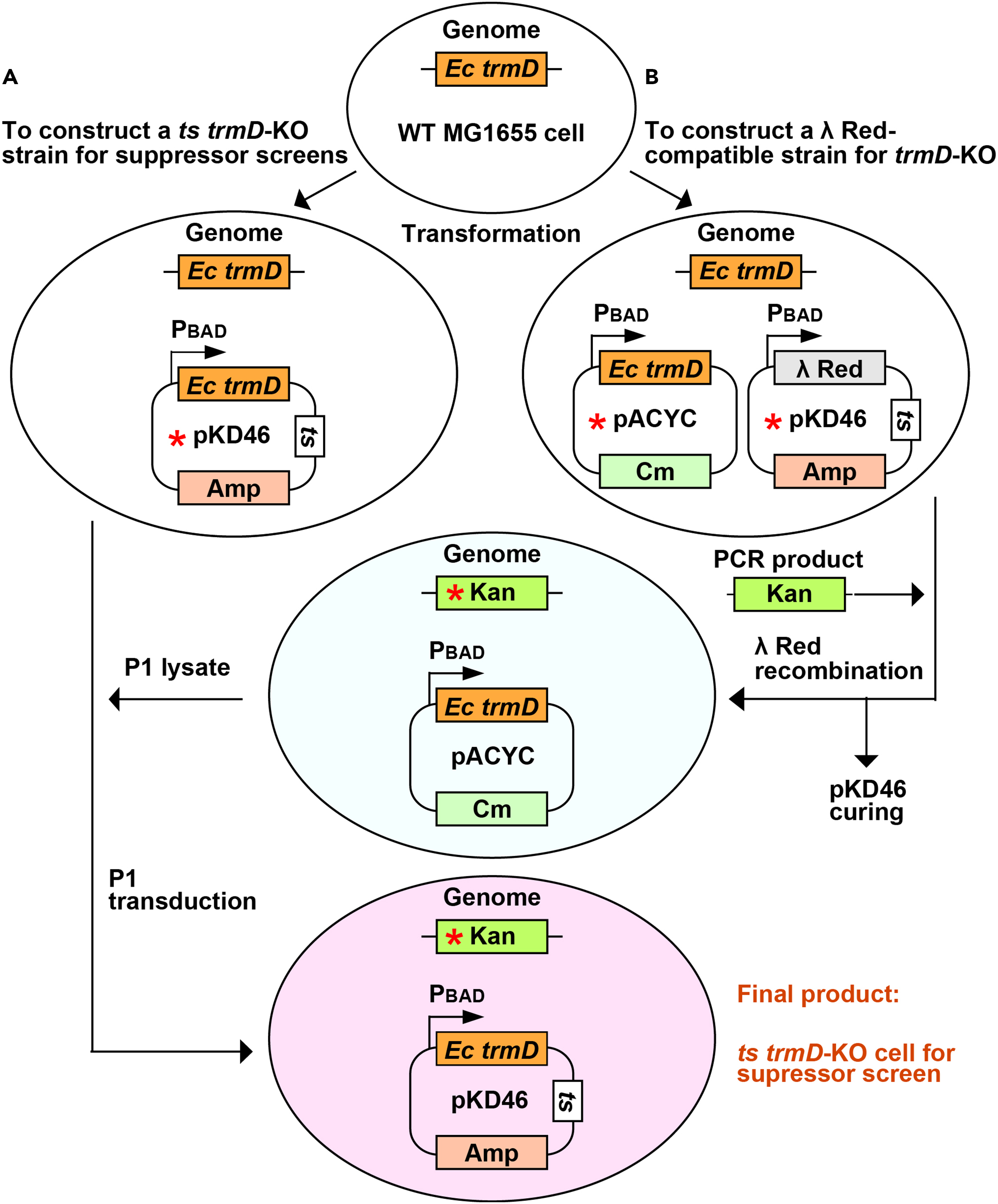 Cell Press: STAR Protocols
