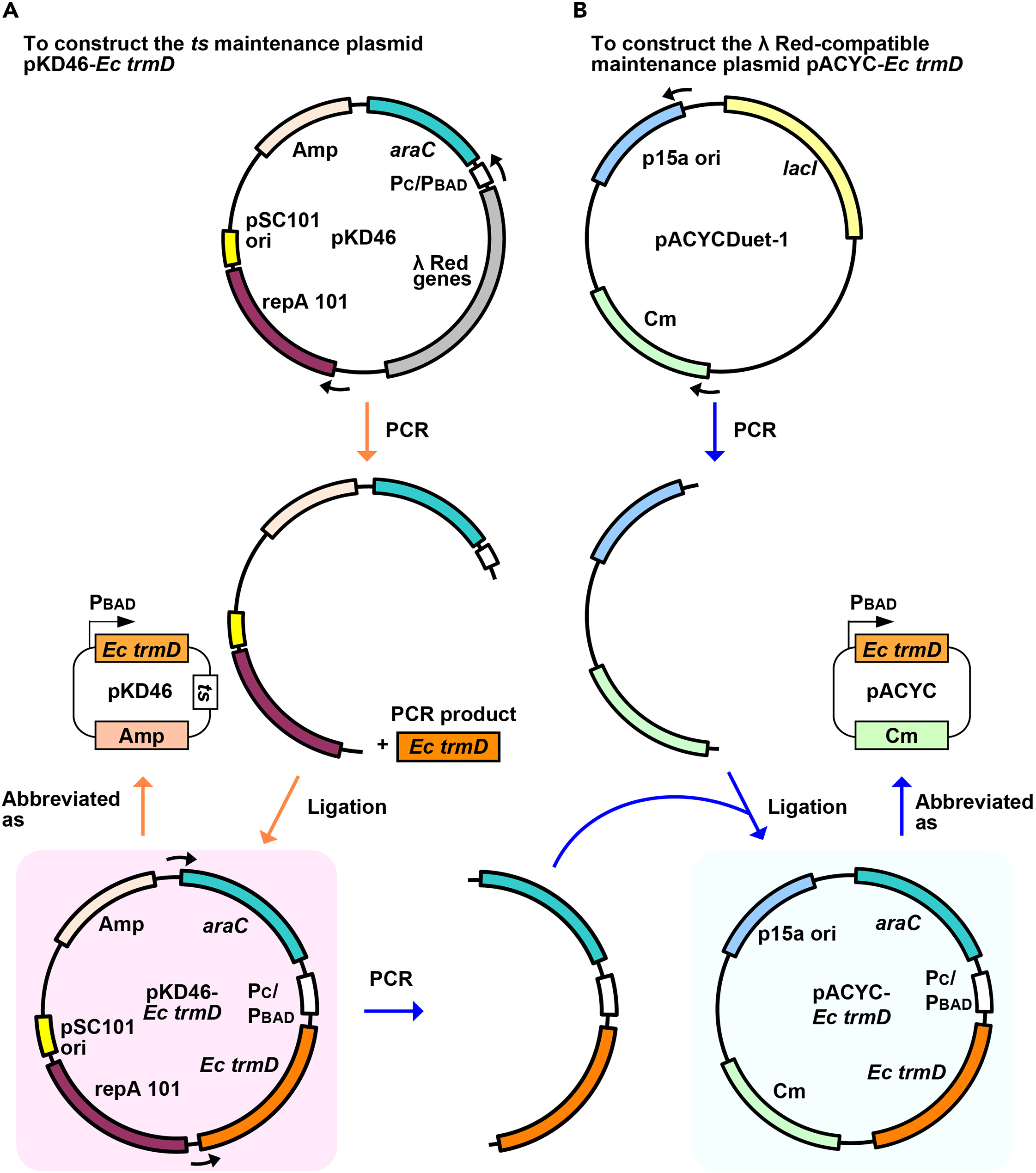 Cell Press: STAR Protocols