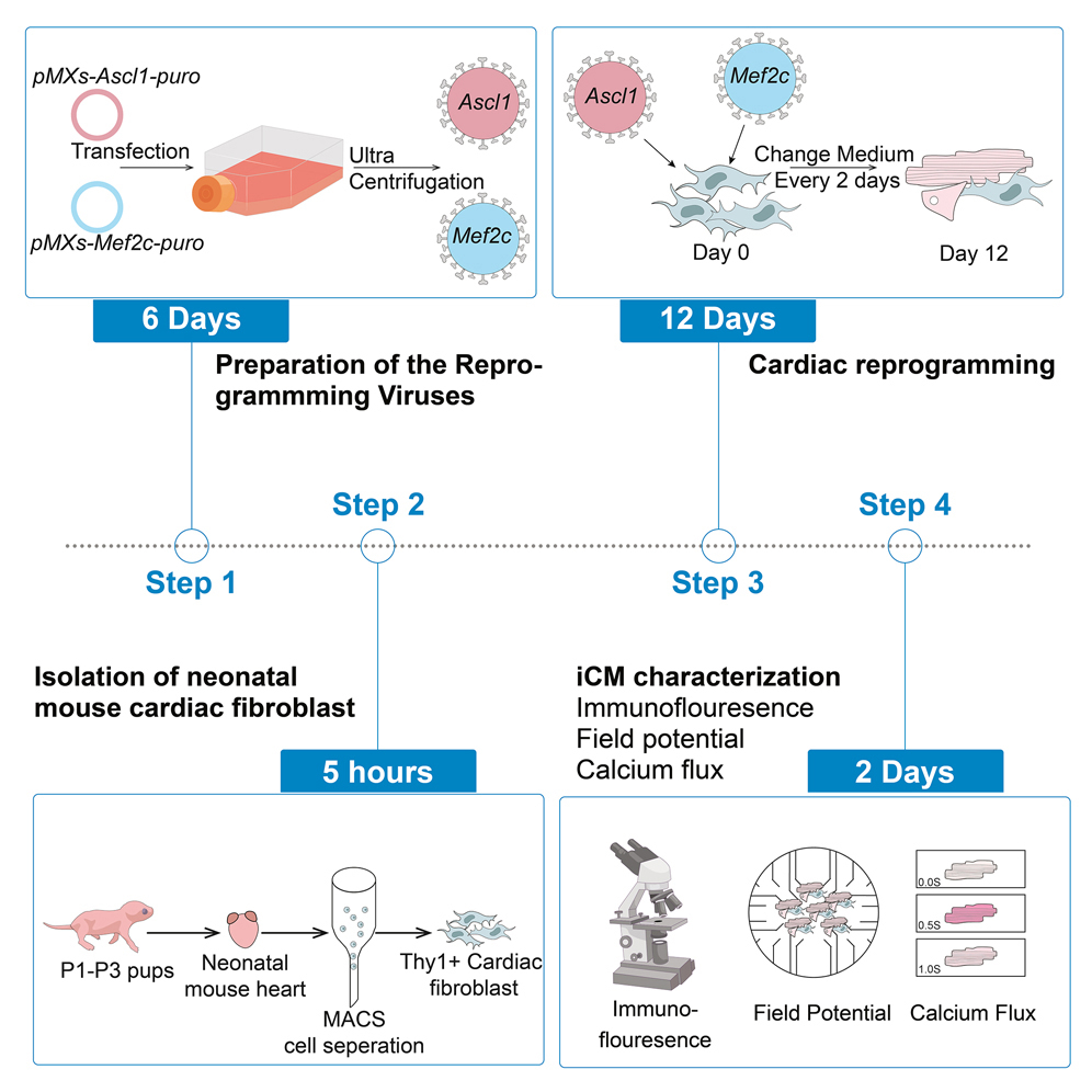 Cell Press: STAR Protocols