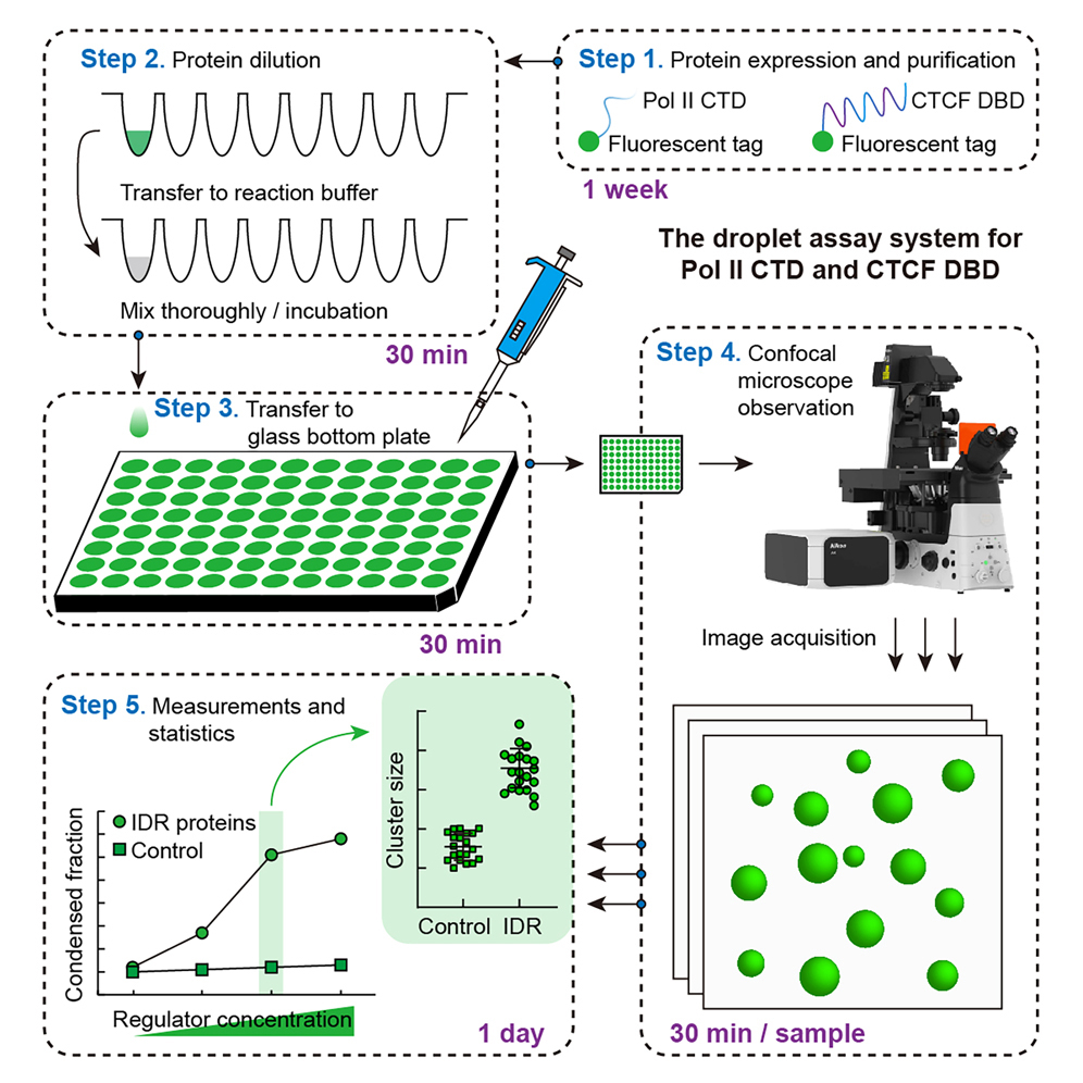 Cell Press: STAR Protocols