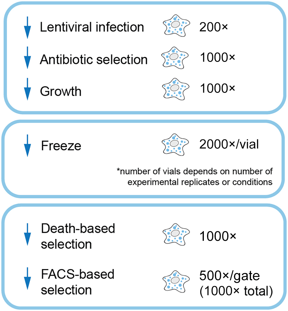 Cell Press: STAR Protocols