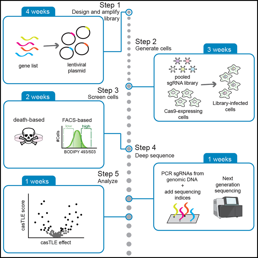 Cell Press: STAR Protocols