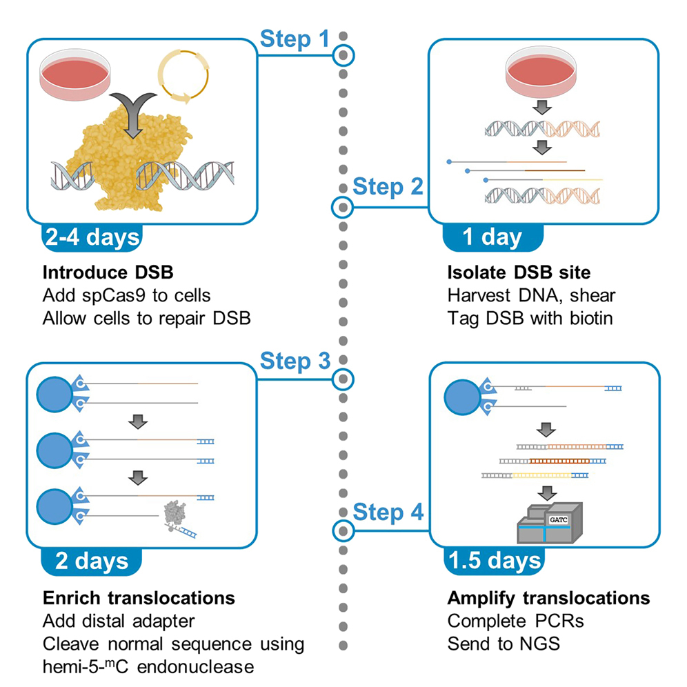 Cell Press: STAR Protocols