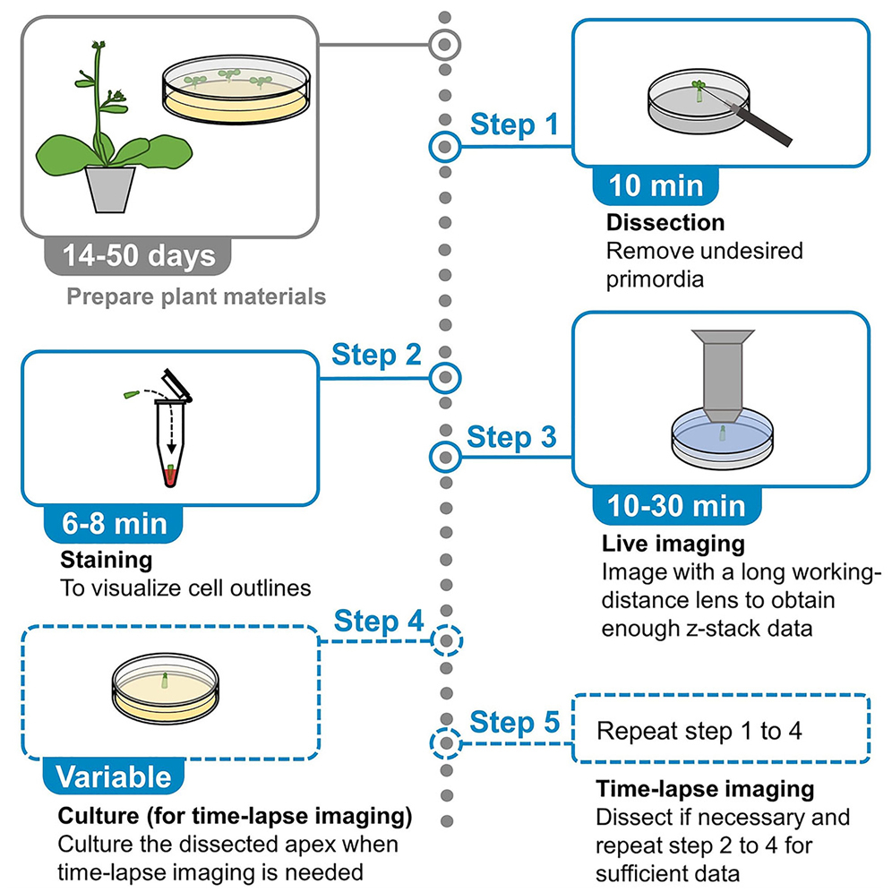 Cell Press: STAR Protocols