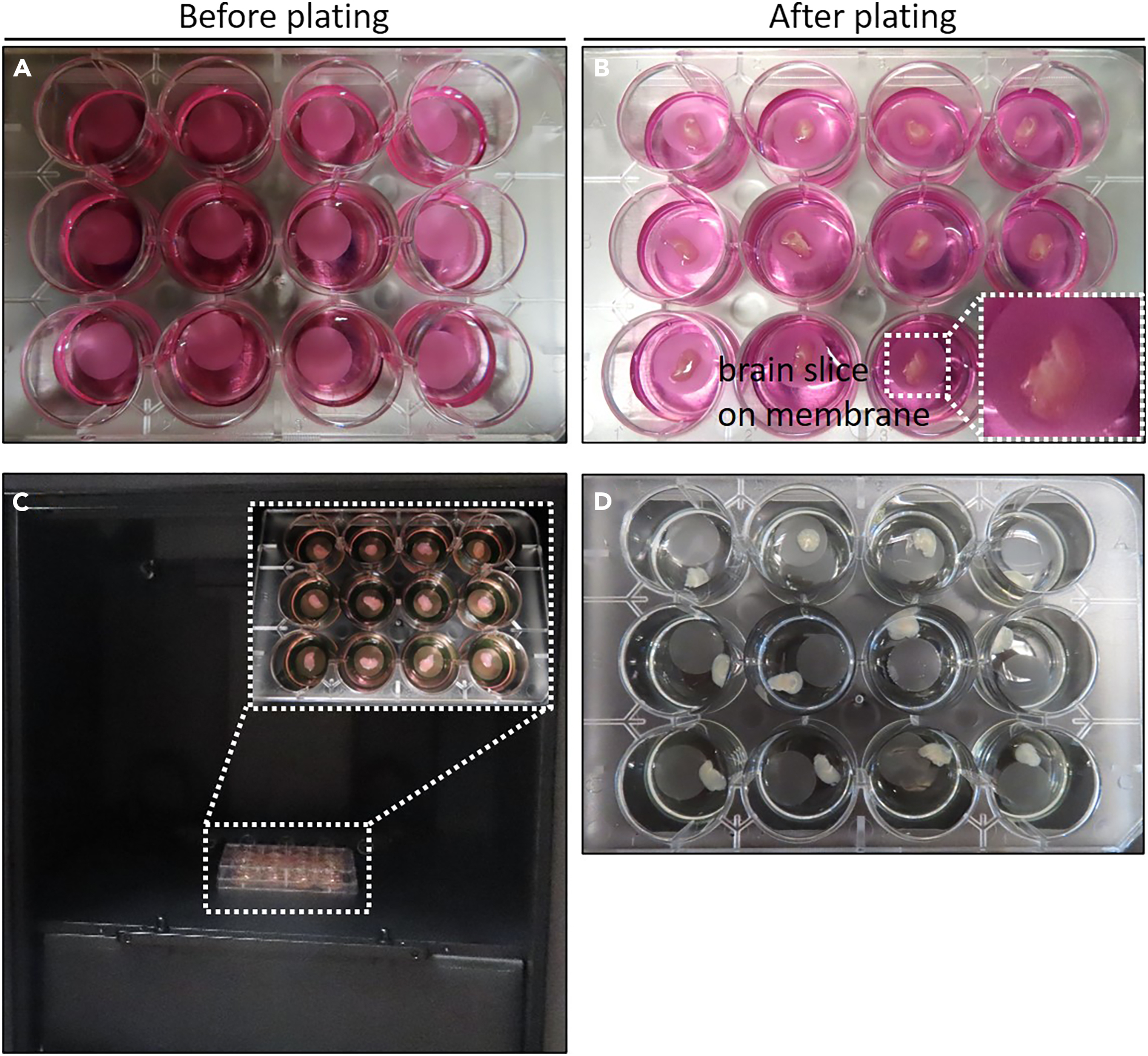 Cell Press: STAR Protocols