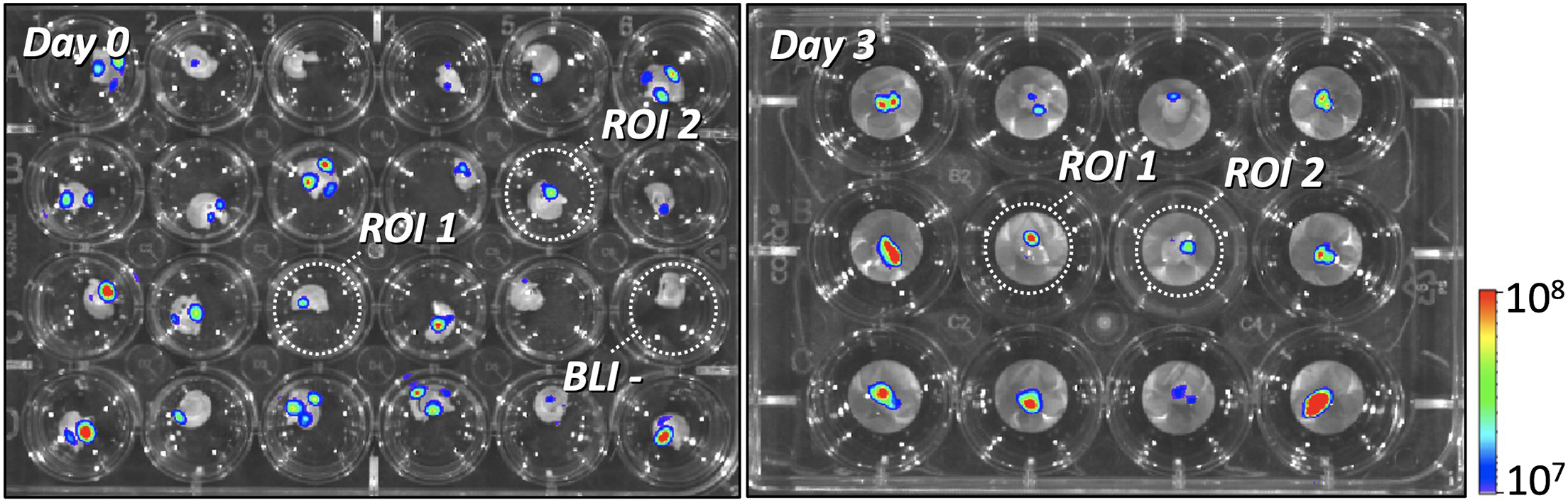 Cell Press: STAR Protocols