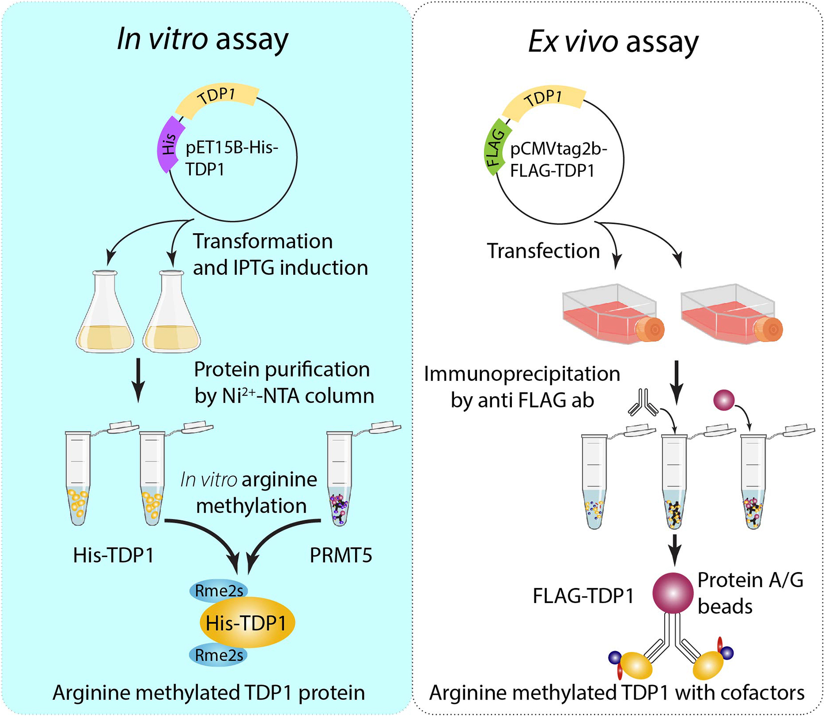 Cell Press: STAR Protocols