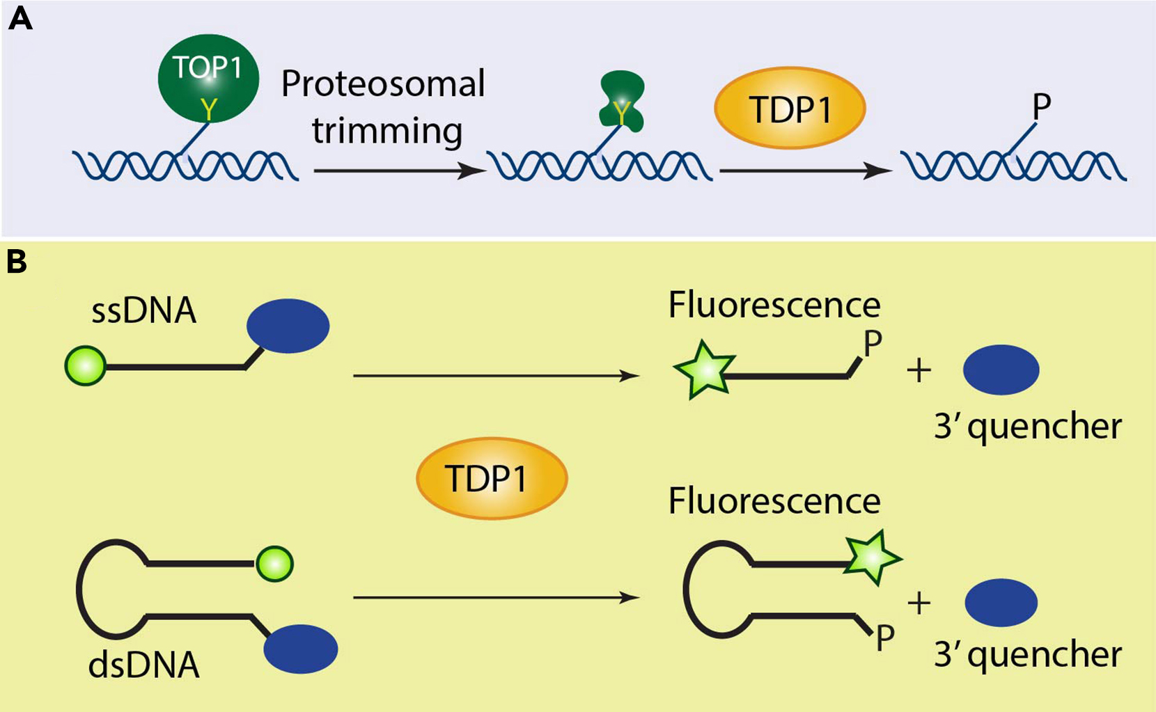 Cell Press: STAR Protocols
