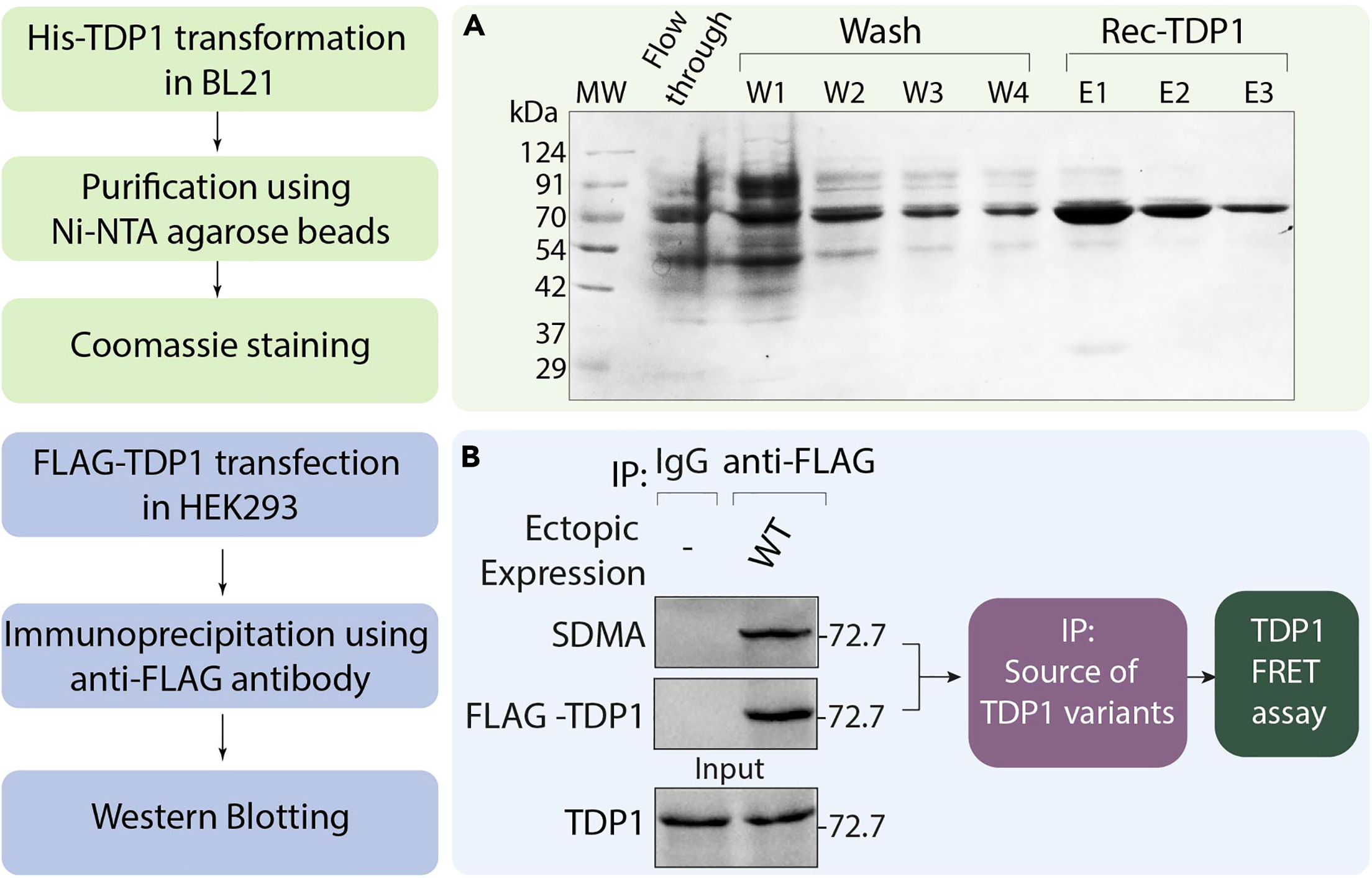 Cell Press: STAR Protocols