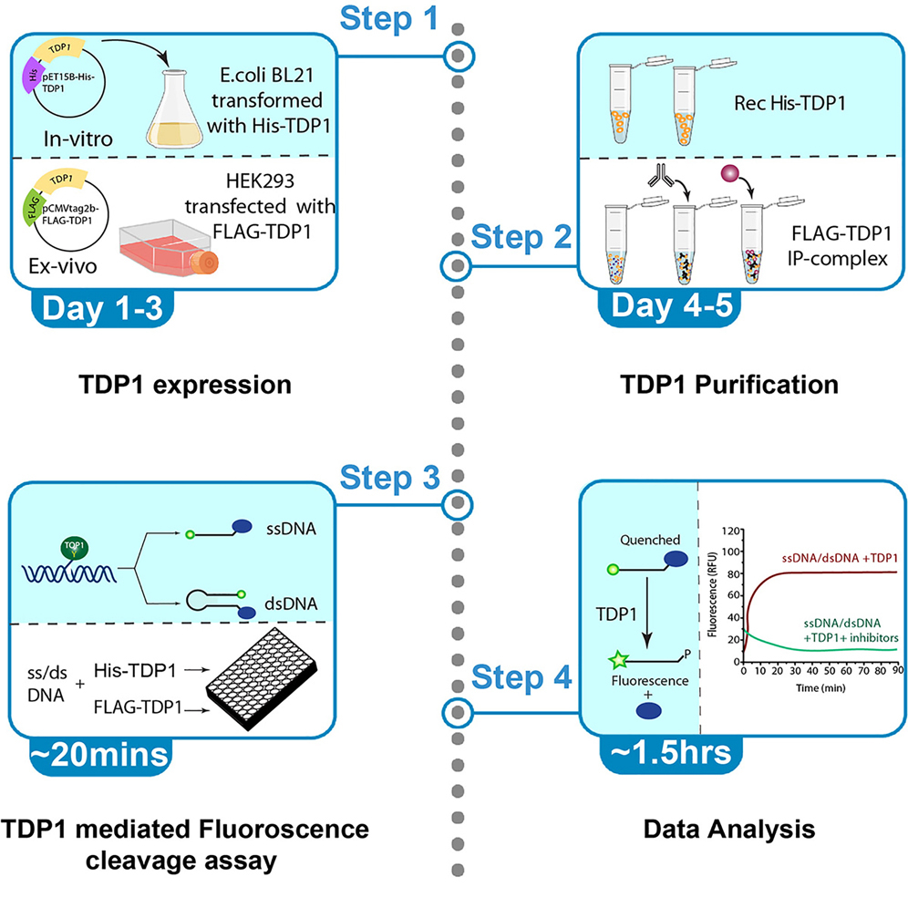 Cell Press: STAR Protocols