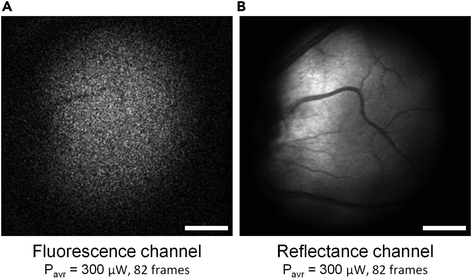 Cell Press: STAR Protocols