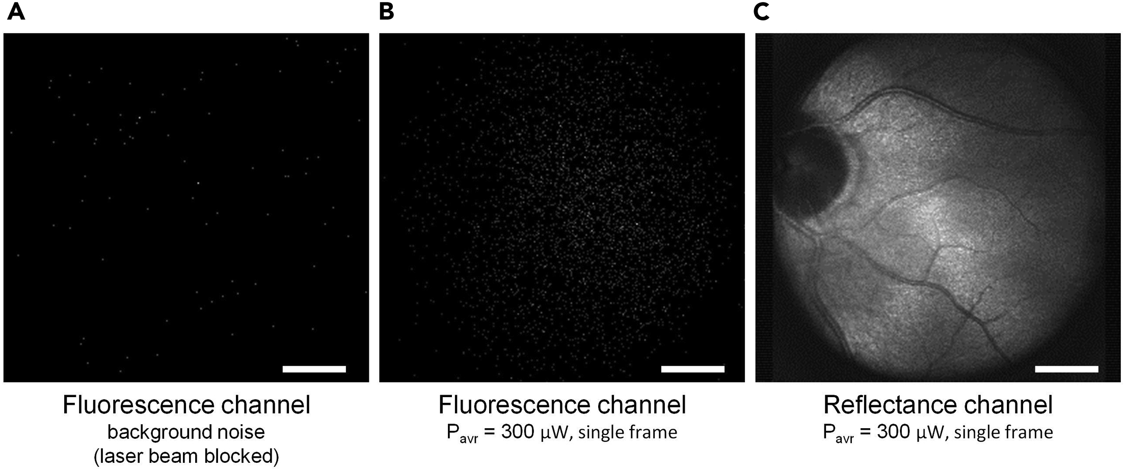 Cell Press: STAR Protocols