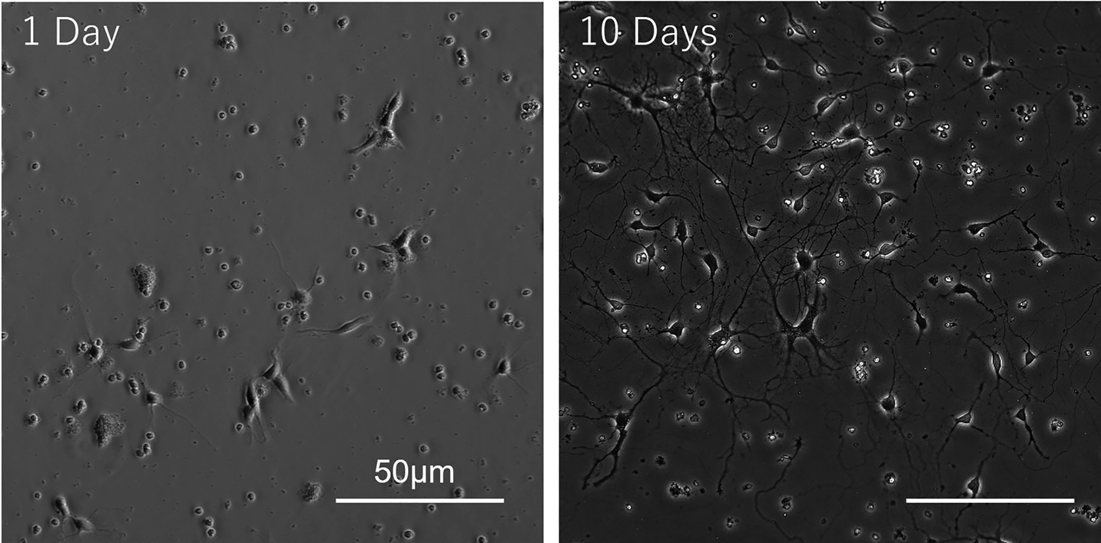 Cell Press: STAR Protocols