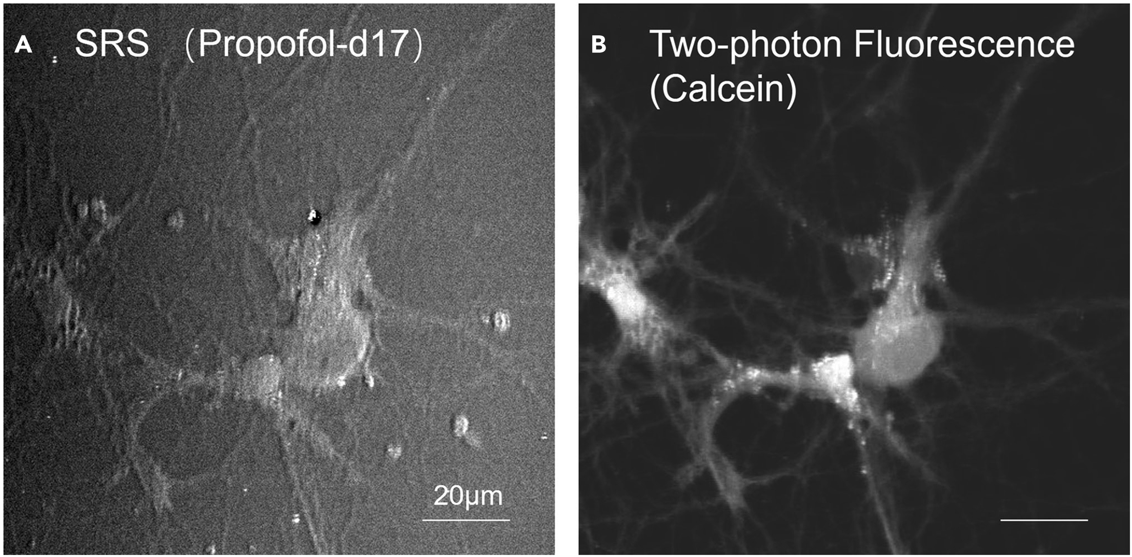 Cell Press: STAR Protocols