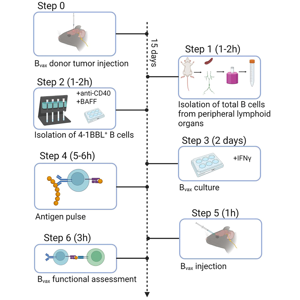Cell Press: STAR Protocols
