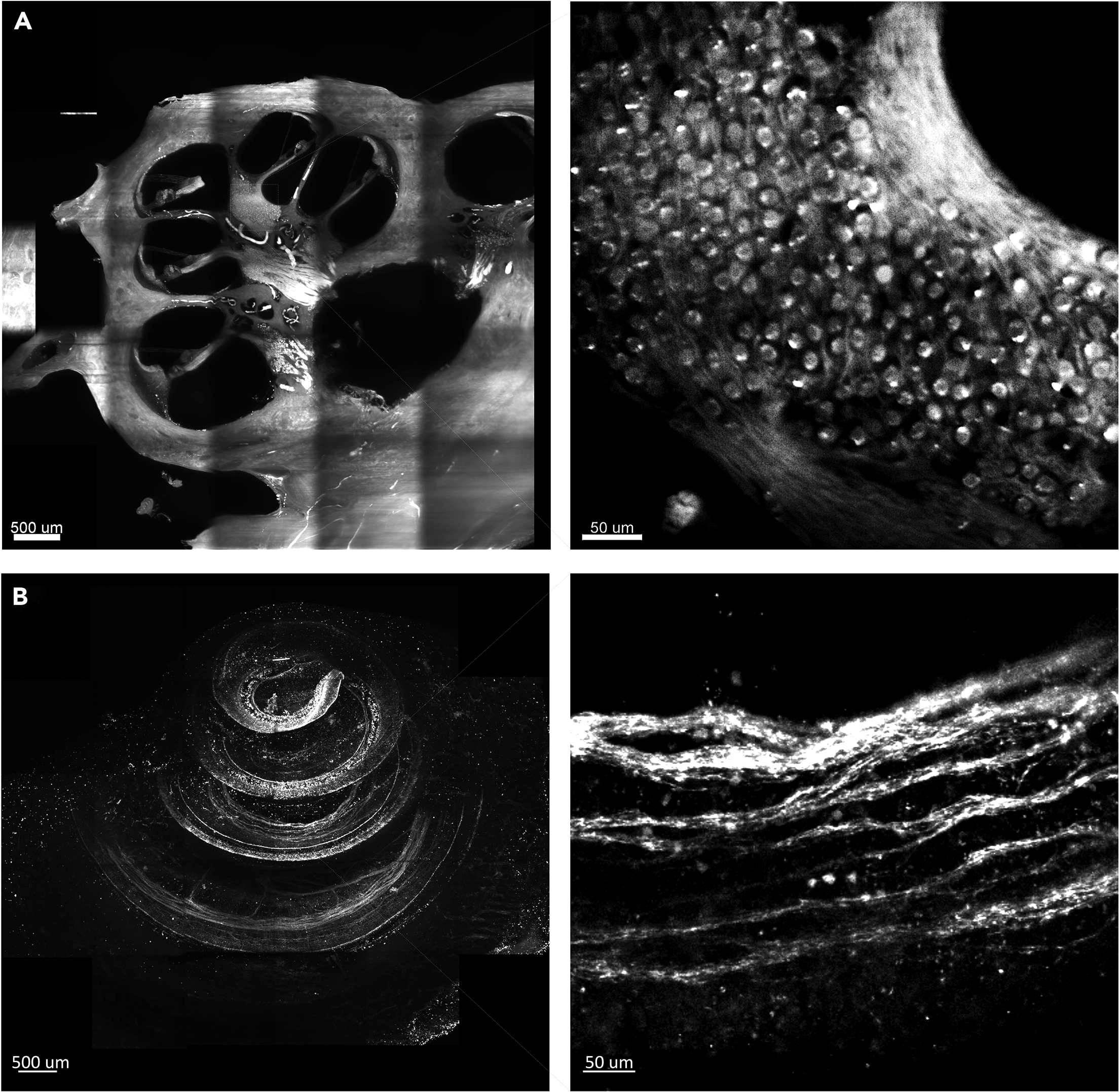 Cell Press: STAR Protocols