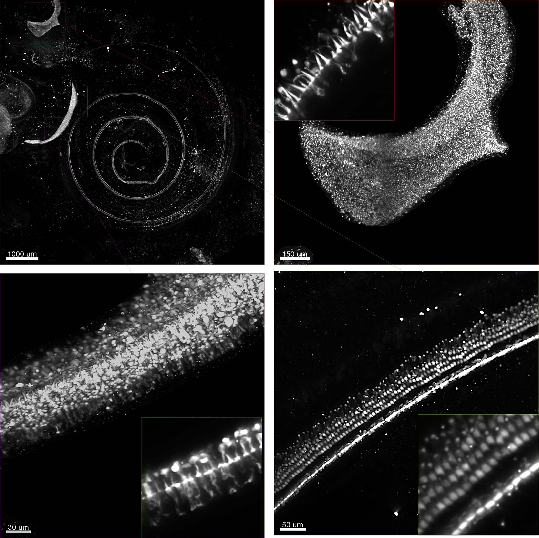 Cell Press: STAR Protocols