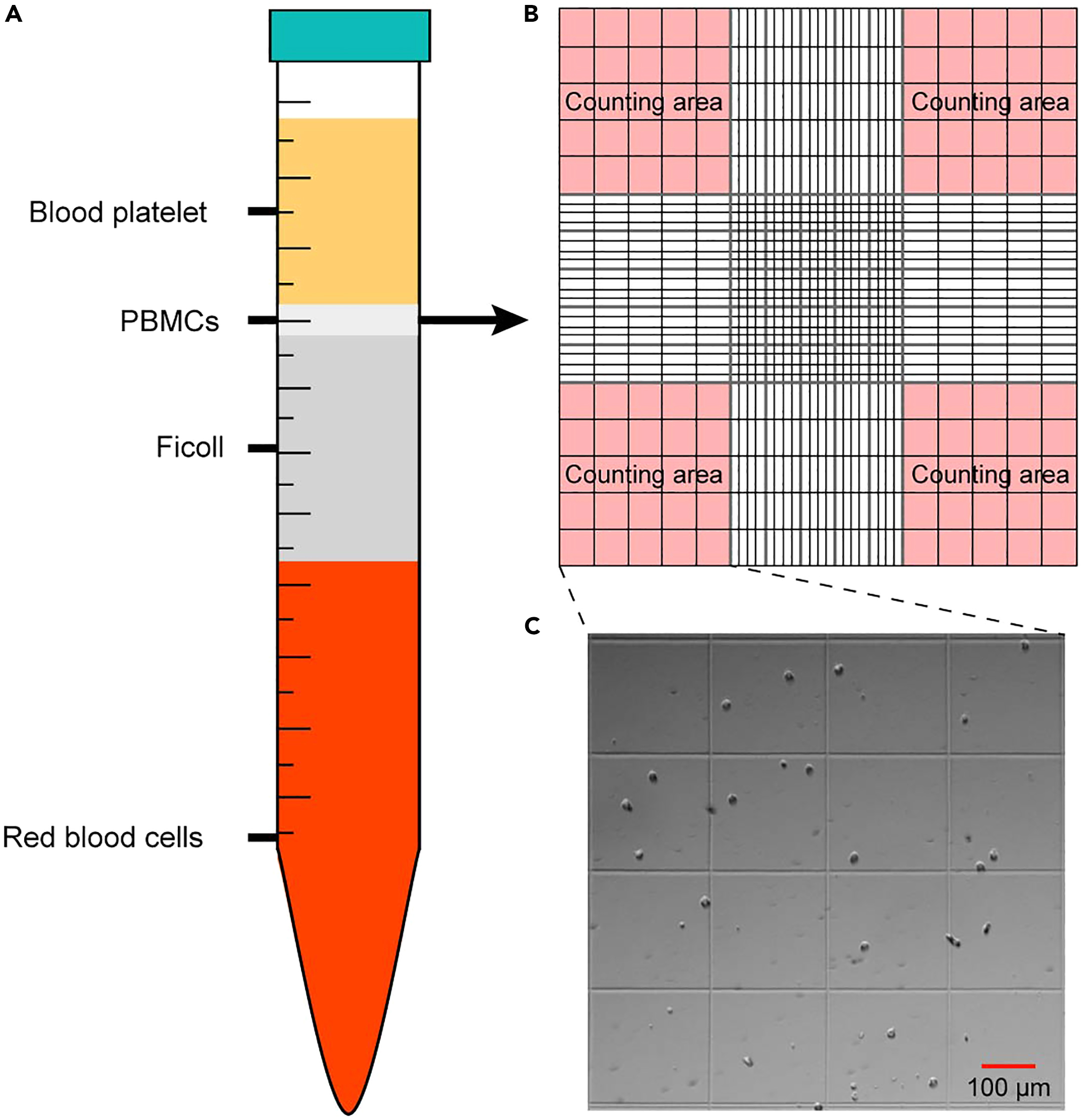 Cell Press: STAR Protocols