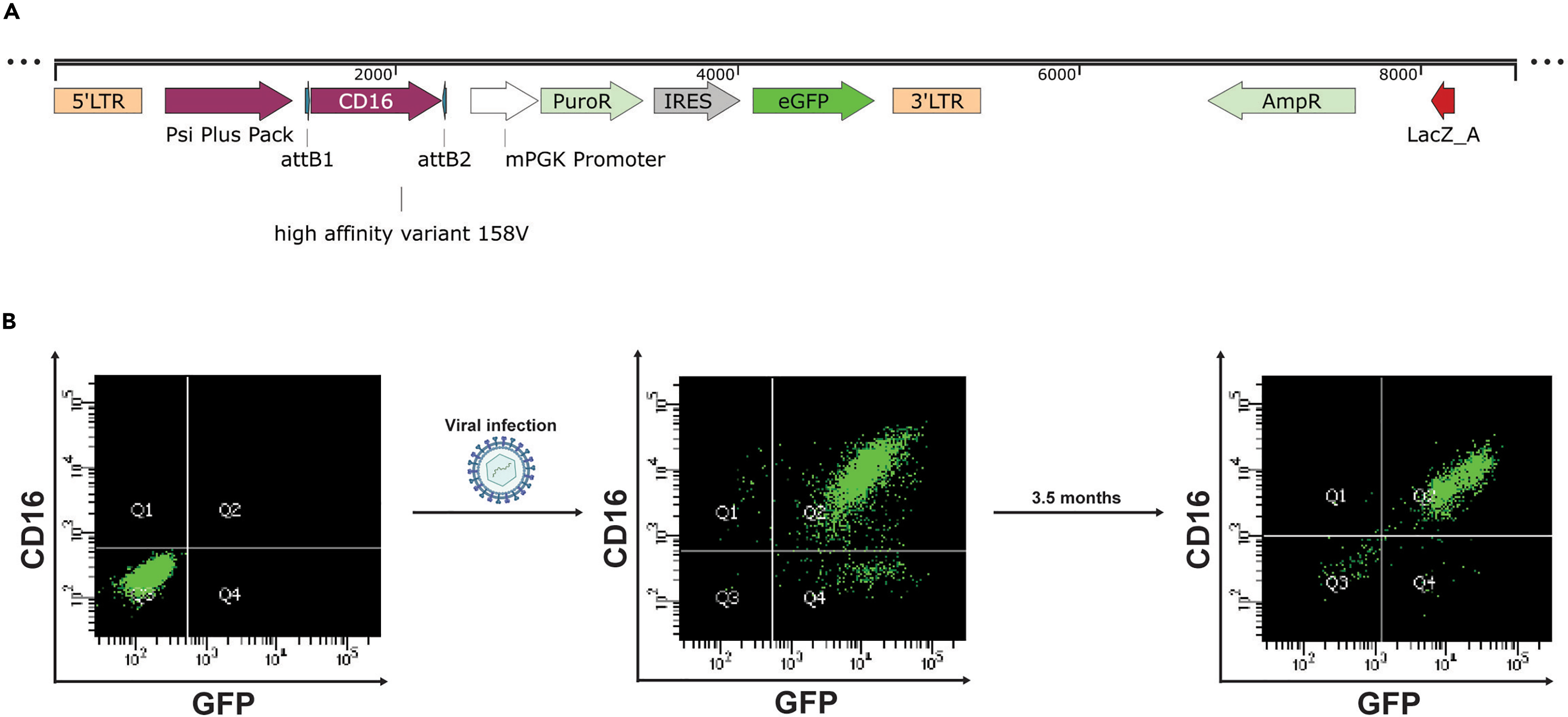 Cell Press: STAR Protocols