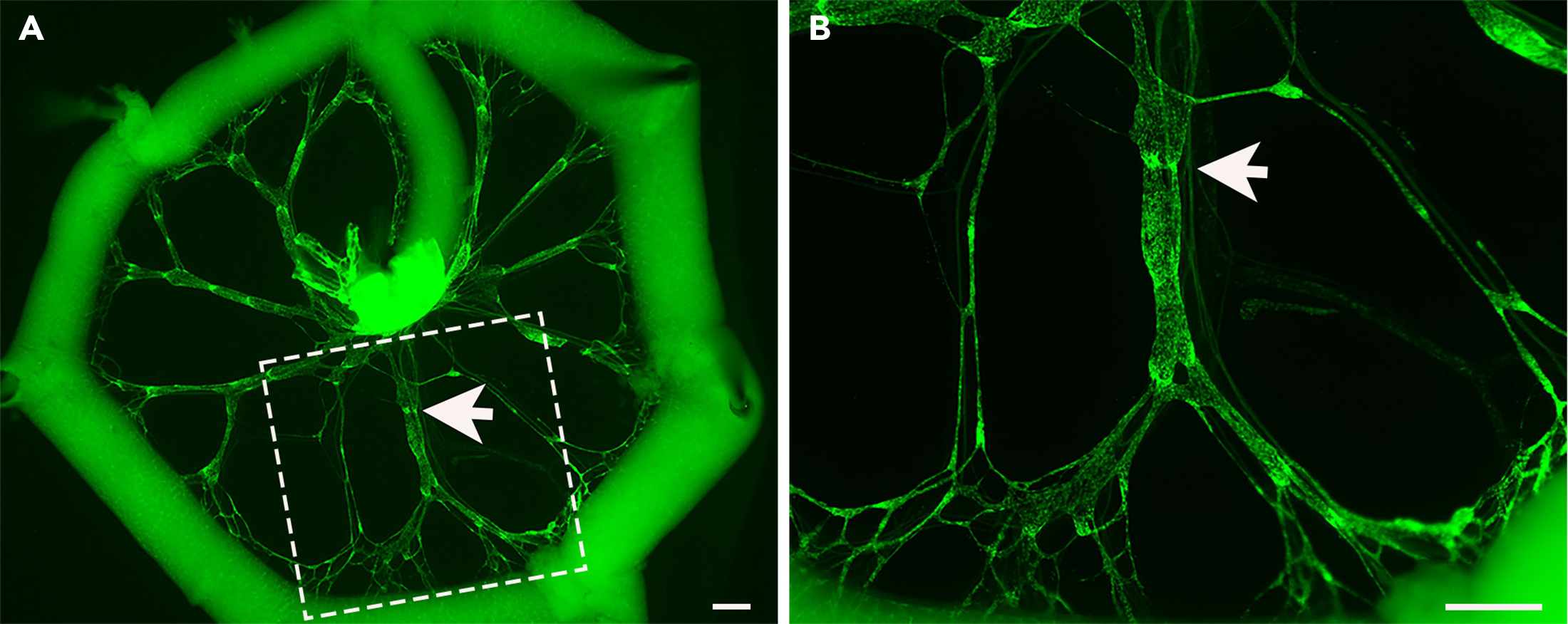 Cell Press: STAR Protocols