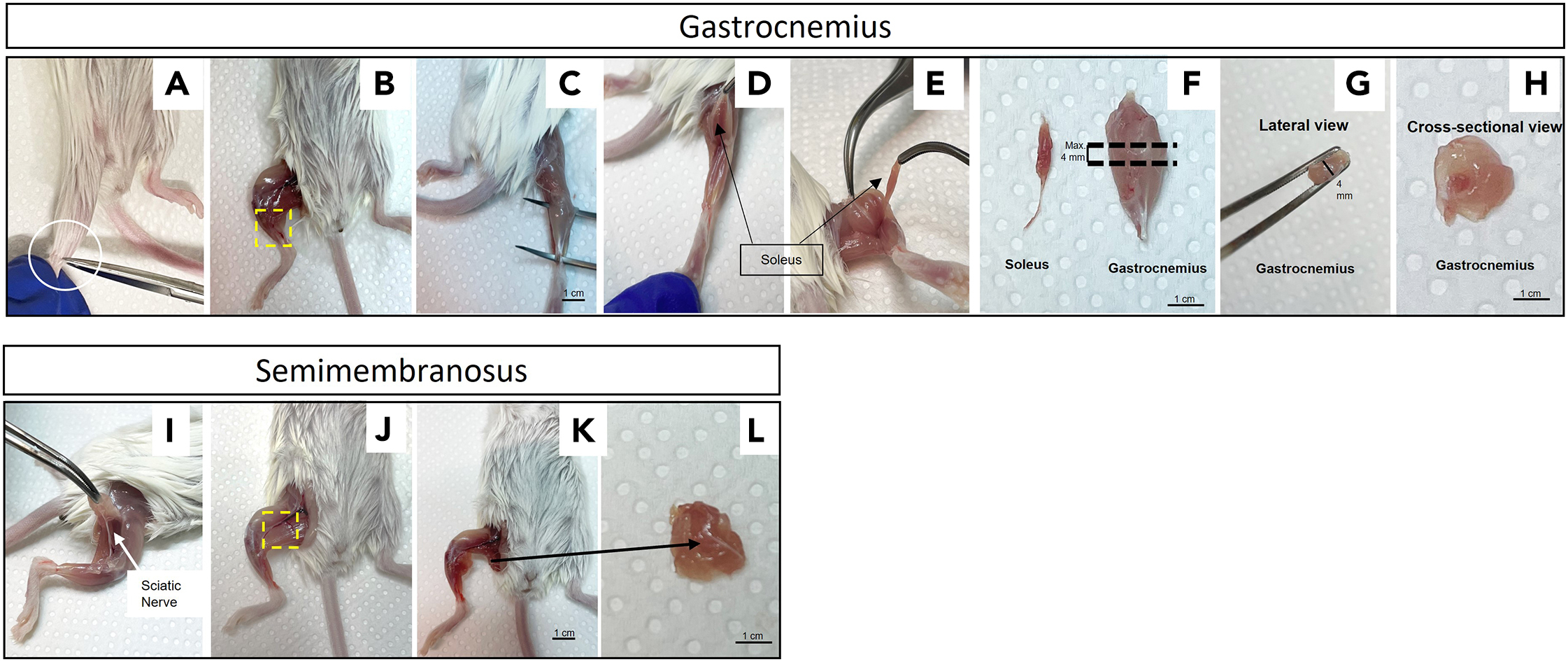 Cell Press: STAR Protocols