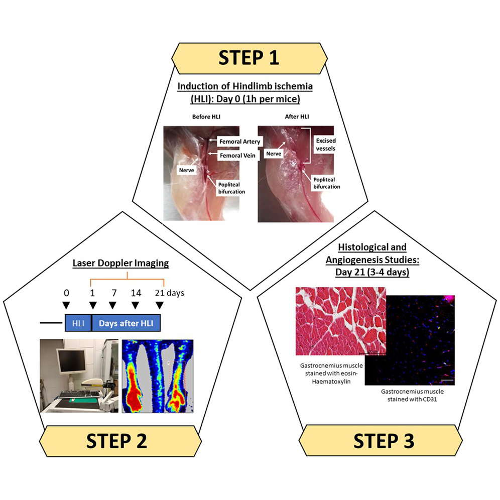Cell Press: STAR Protocols