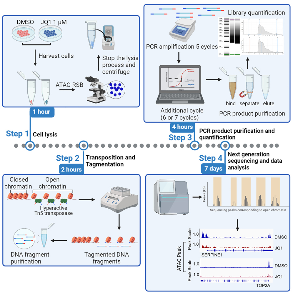 Cell Press: STAR Protocols