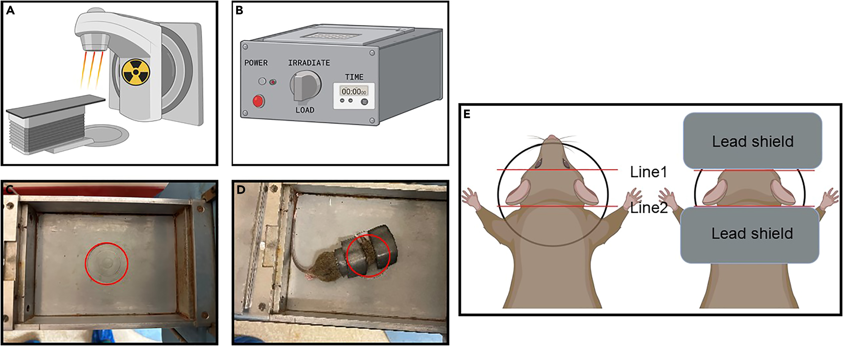 Cell Press: STAR Protocols
