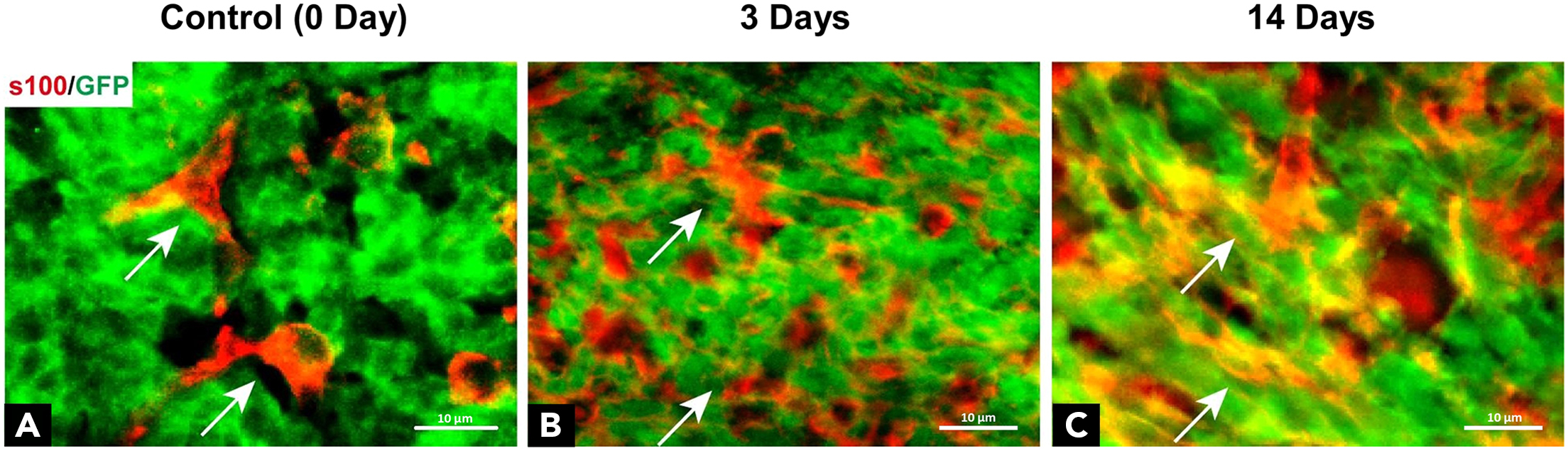 Cell Press: STAR Protocols