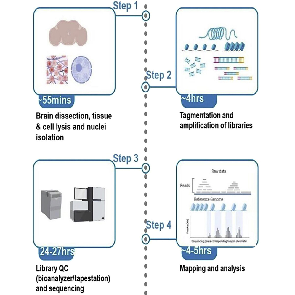 Cell Press: STAR Protocols