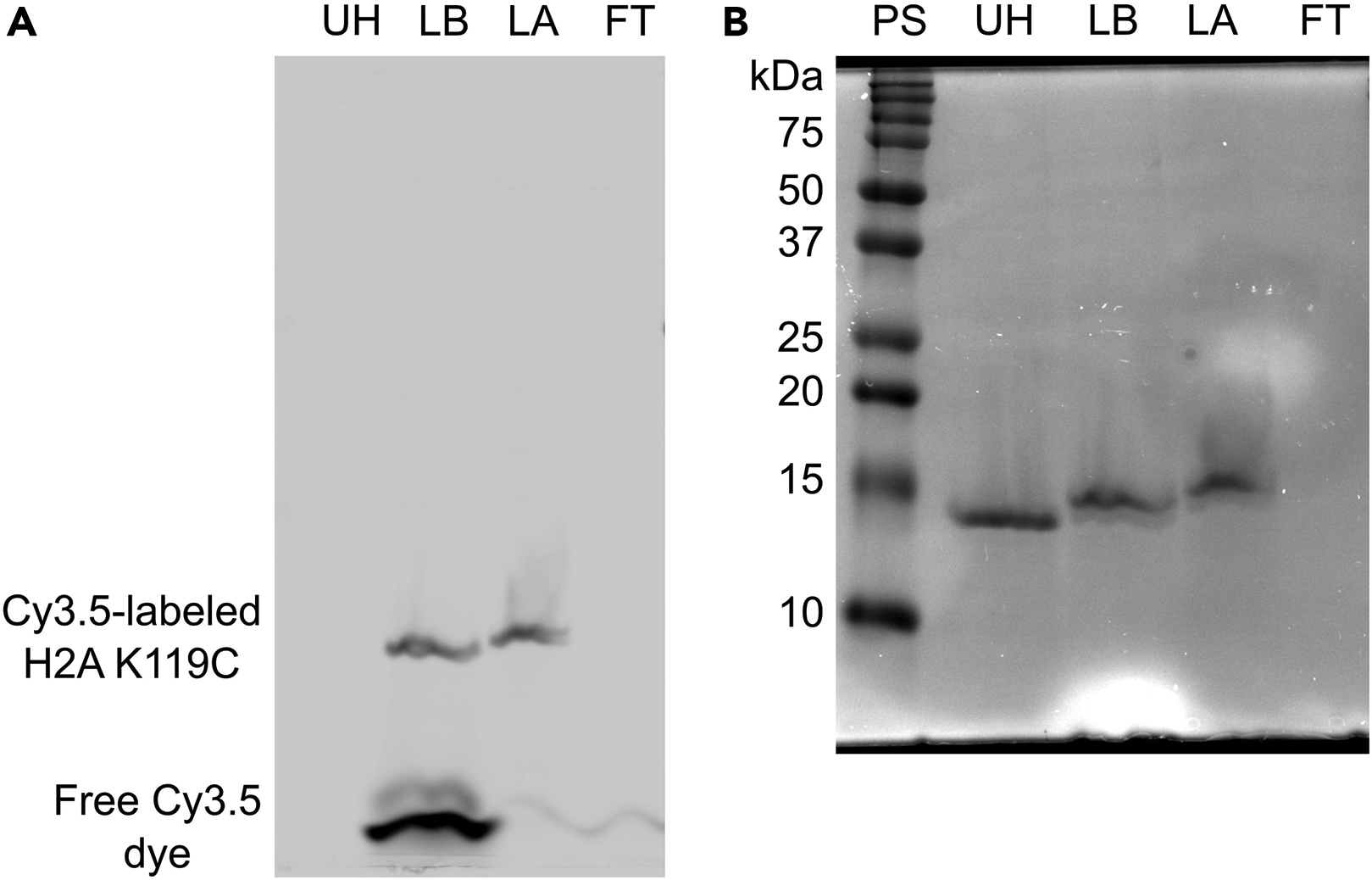 Cell Press: STAR Protocols