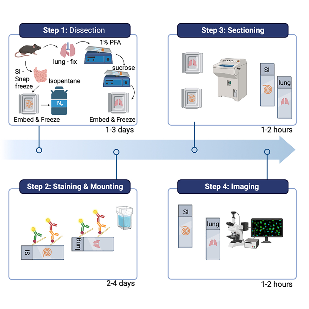 Cell Press: STAR Protocols