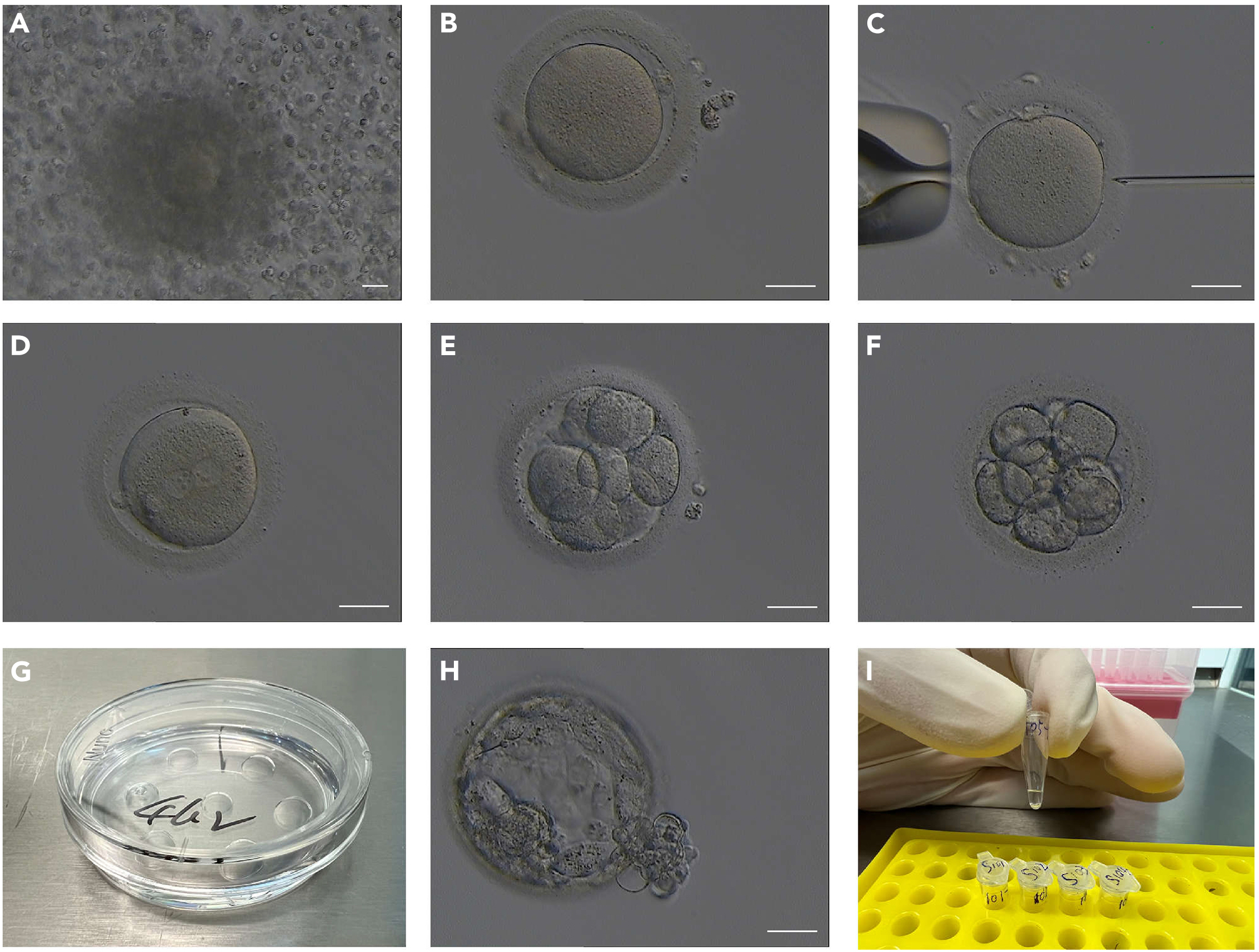 Cell Press: STAR Protocols