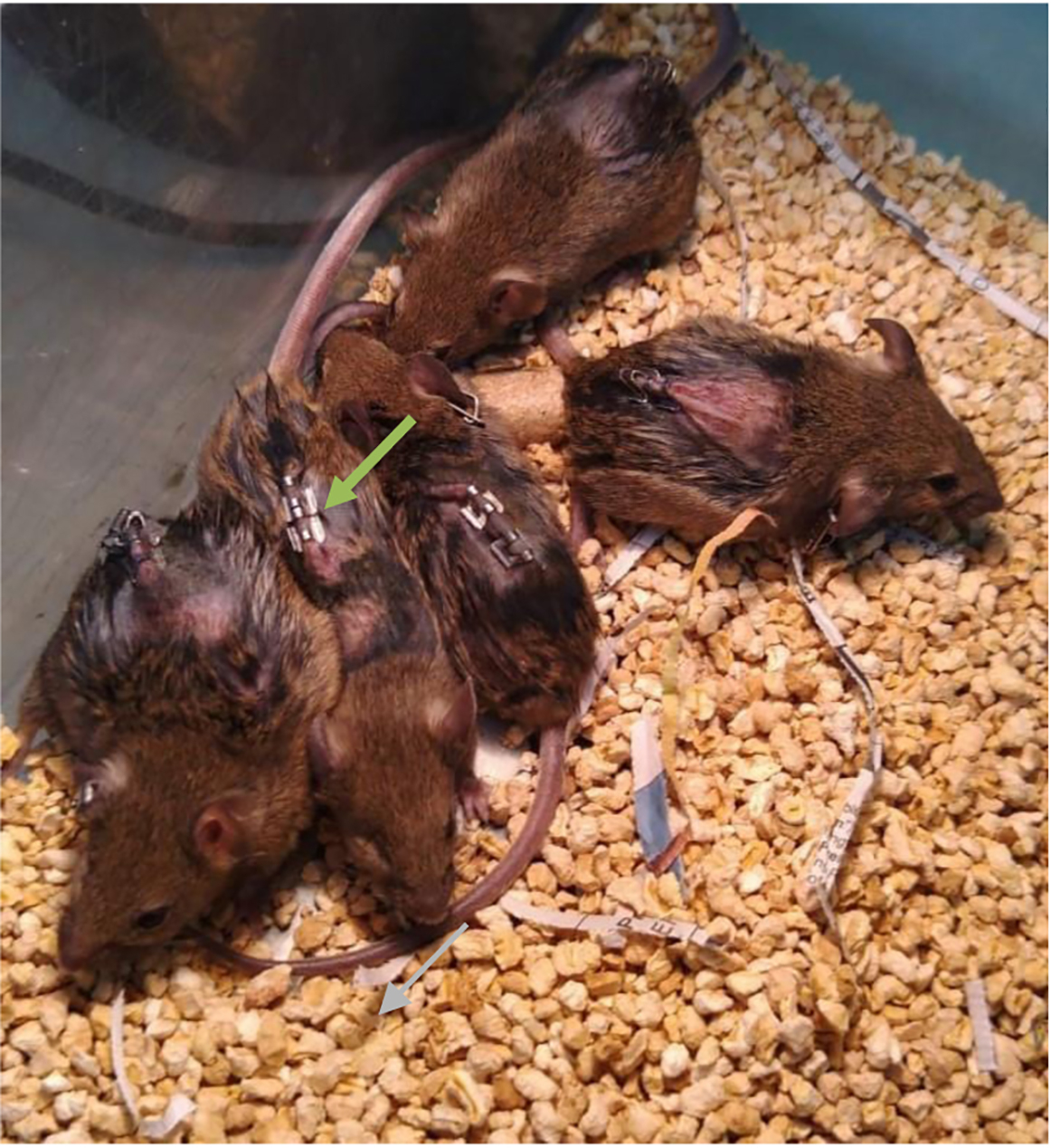 Cell Press: STAR Protocols