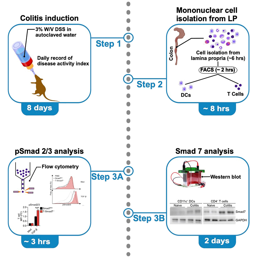 Cell Press: STAR Protocols