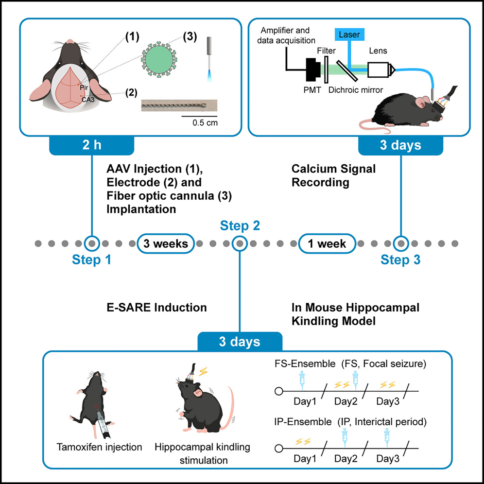 Cell Press: STAR Protocols