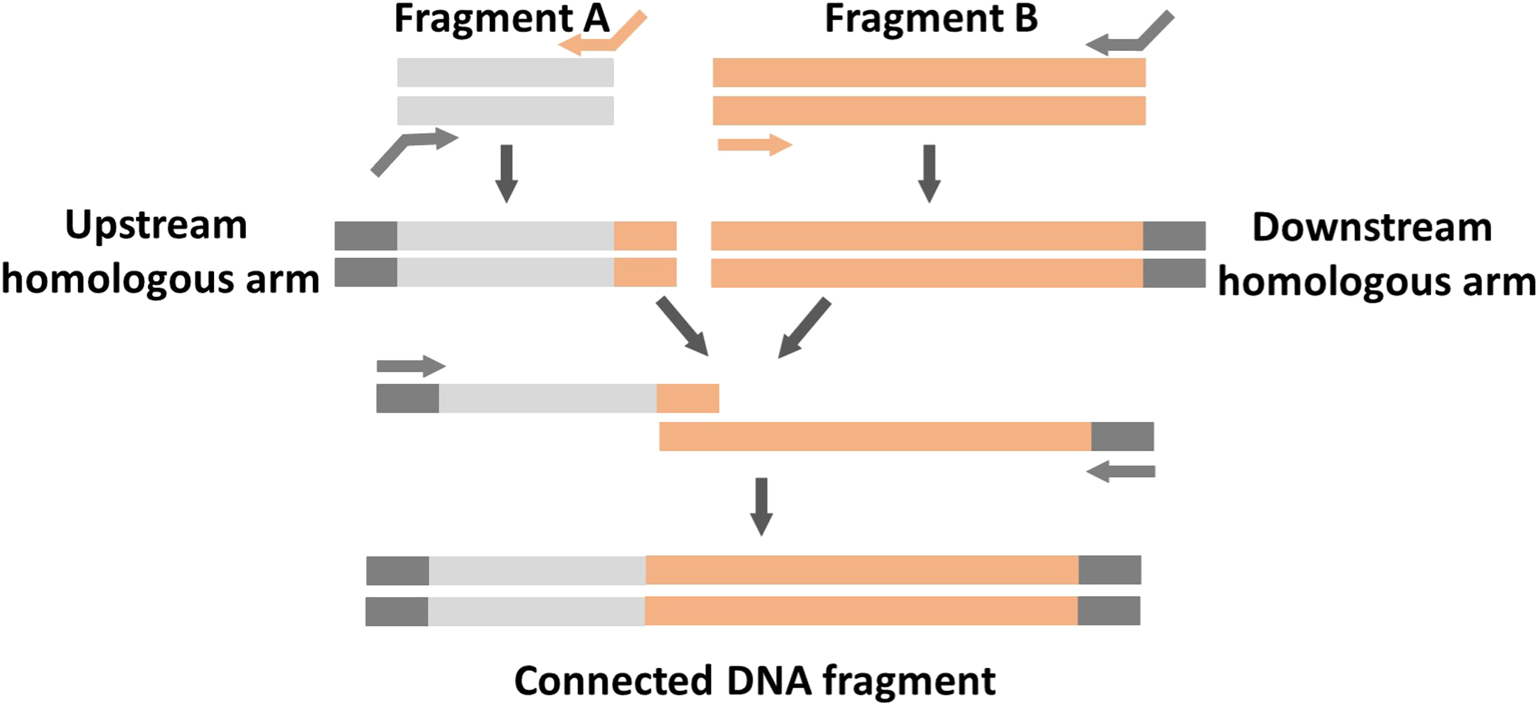 Cell Press: STAR Protocols