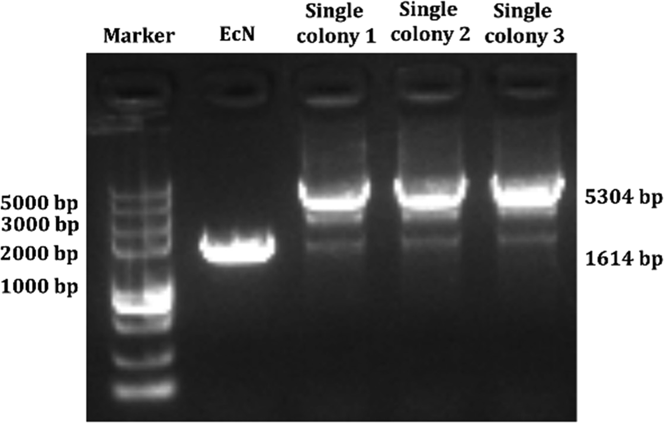Cell Press: STAR Protocols