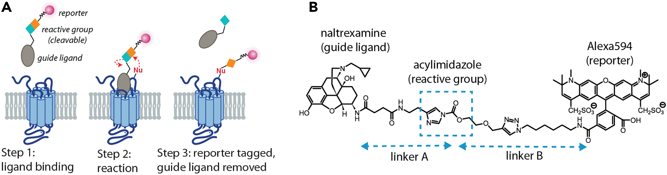 Cell Press: STAR Protocols