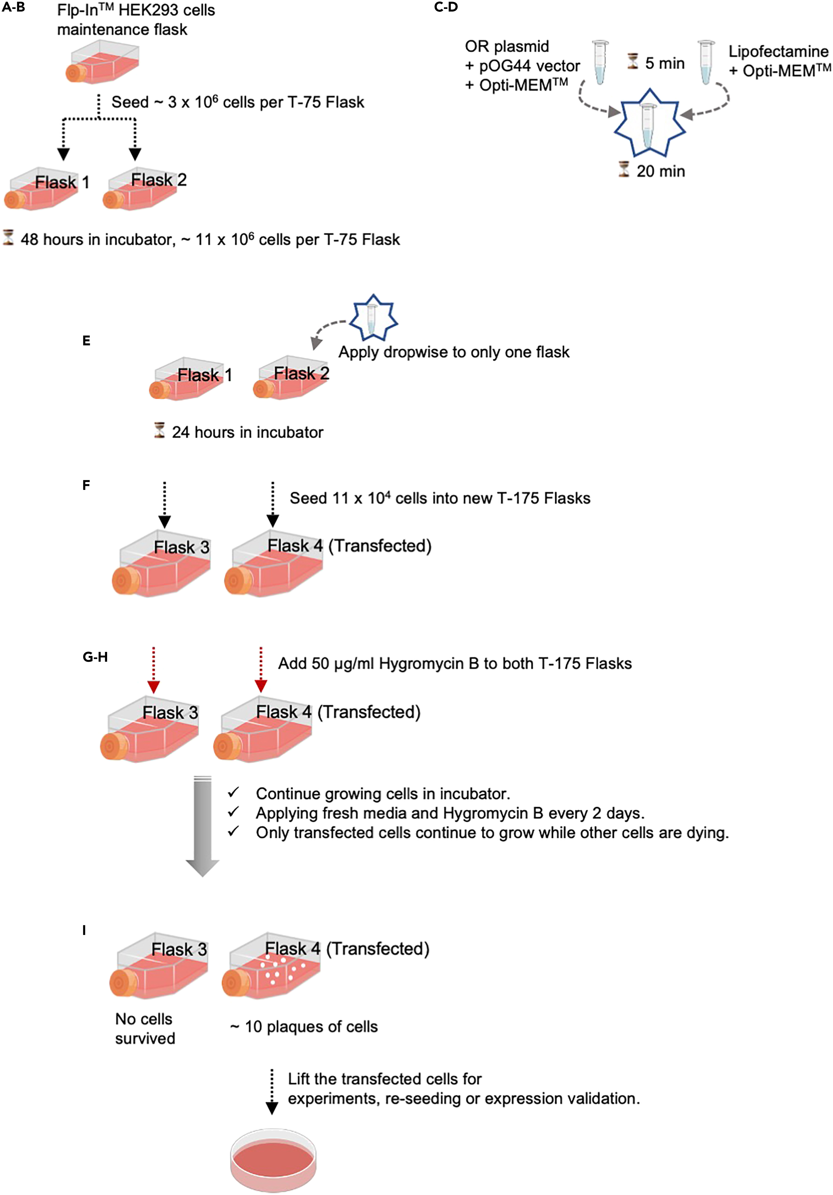 Cell Press: STAR Protocols
